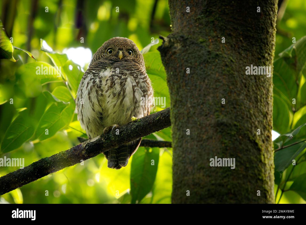Chestnut-backed Owlet - Glaucidium castanotum owl bird endemic to Sri ...