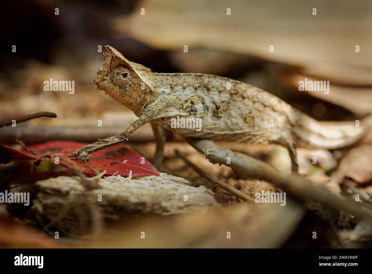 Brown leaf chameleon - Brookesia (Chamaeleo) superciliaris or Stump-tailed chameleon, small ...