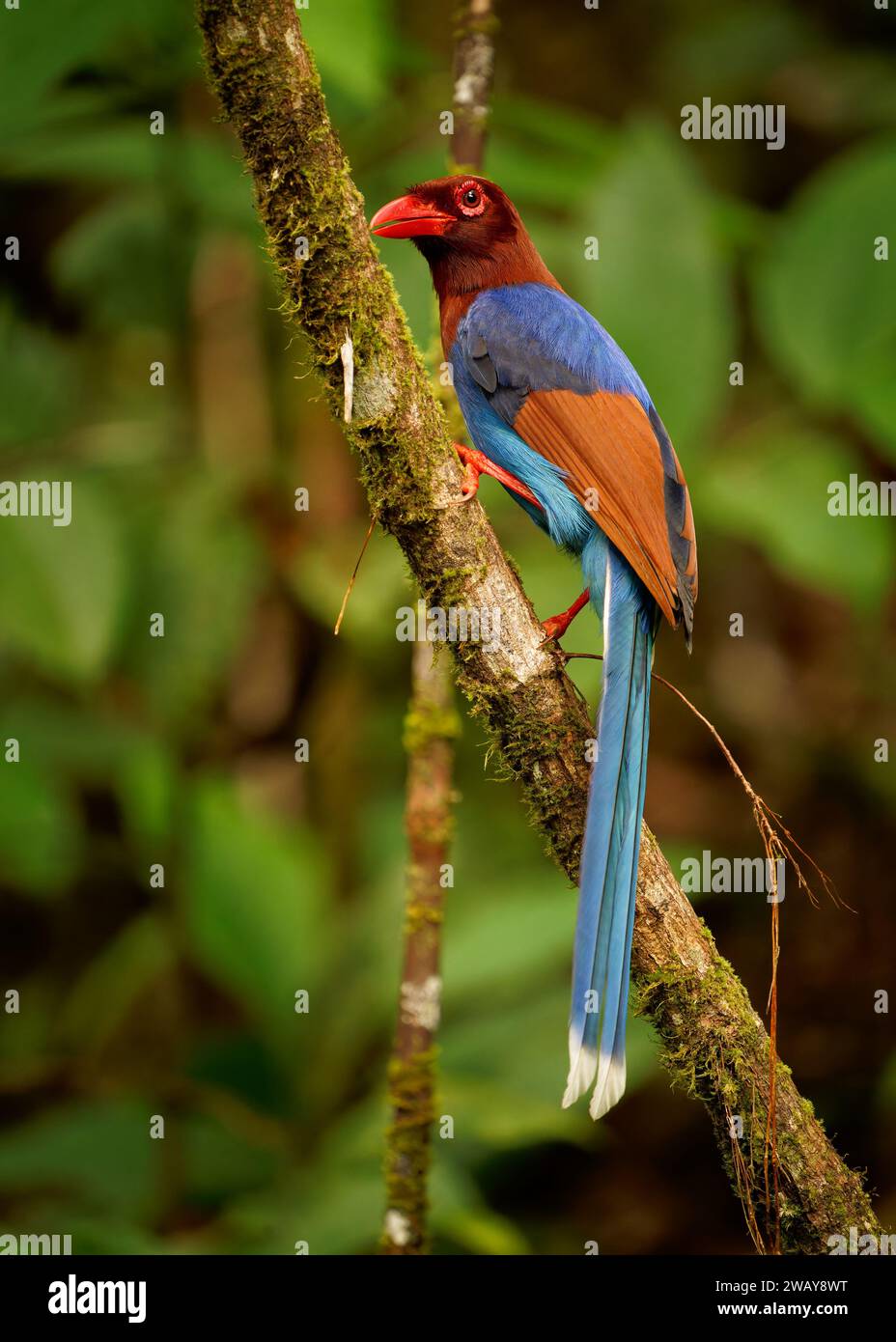 Sri Lanka or Ceylon Blue-Magpie - Urocissa ornata brightly coloured ...