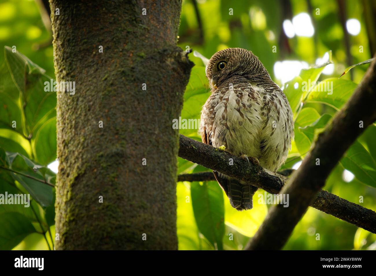 Endemic birds of sri lanka hi-res stock photography and images - Alamy