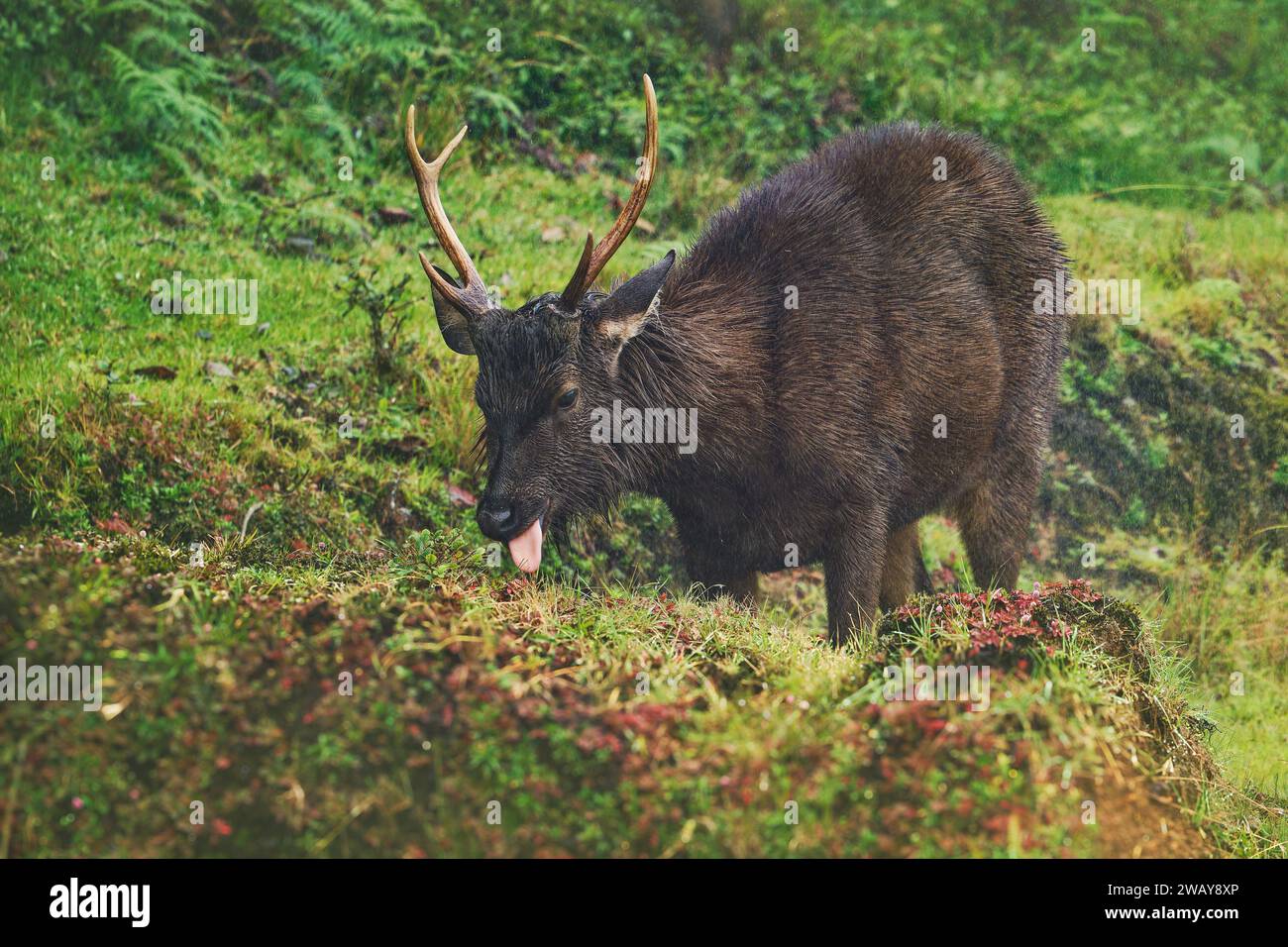 Indian Sri Lankan sambar - Rusa unicolor in the heavy rain, lives in ...