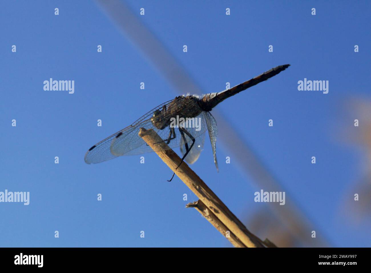 Female dragonfy hi-res stock photography and images - Alamy