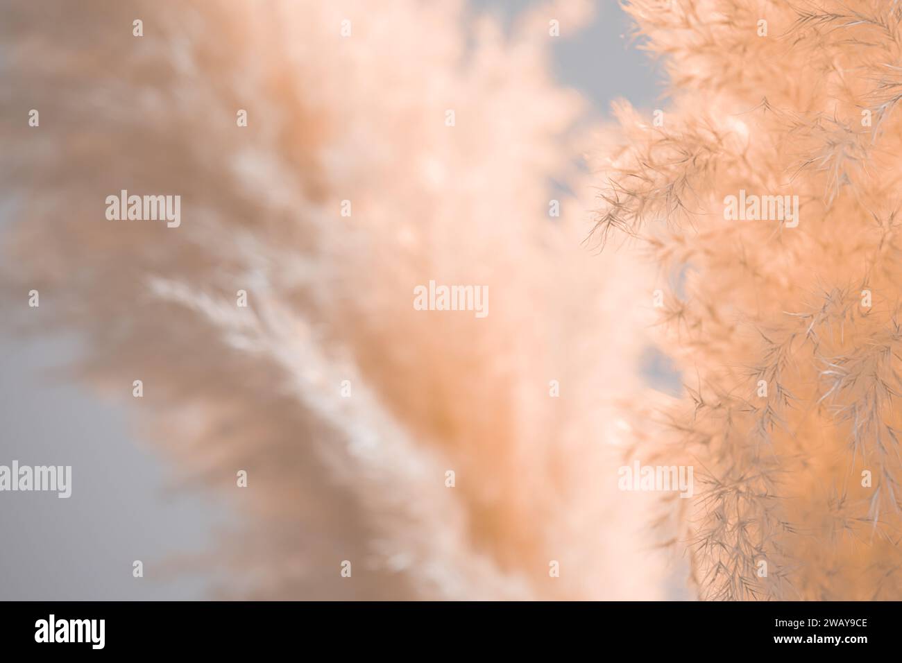 Image of peach hi-res stock photography and images - Alamy