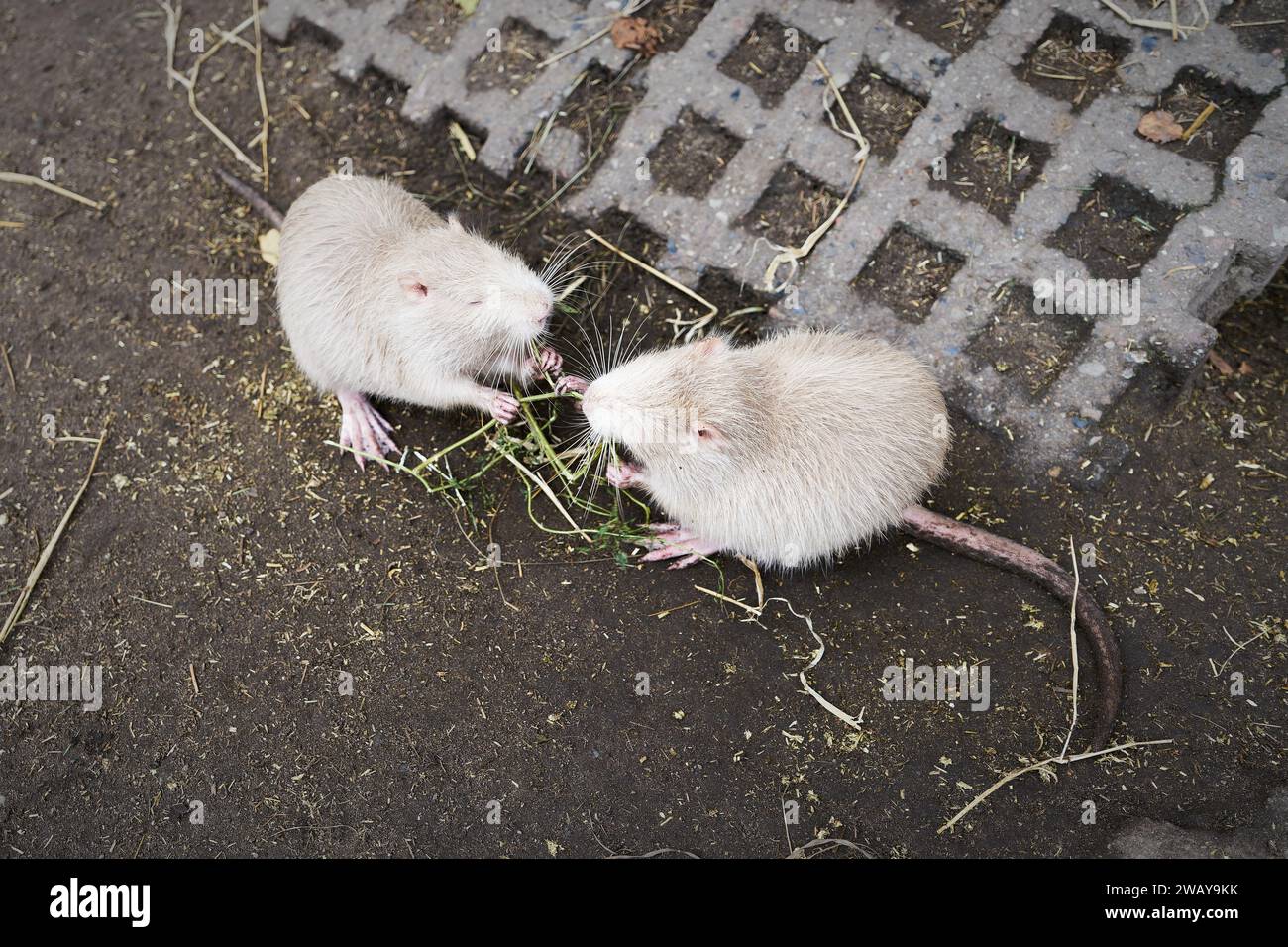 Two albino nutria fed by walkers in a park in Germany Stock Photo - Alamy