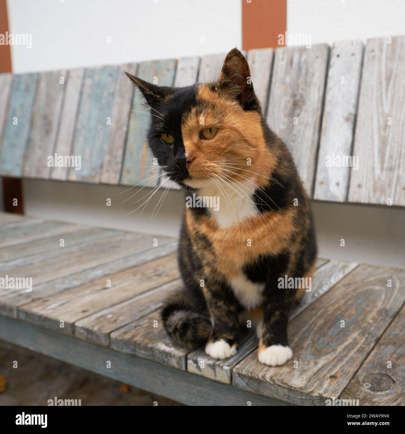 Black cat sitting on bench hi-res stock photography and images - Alamy