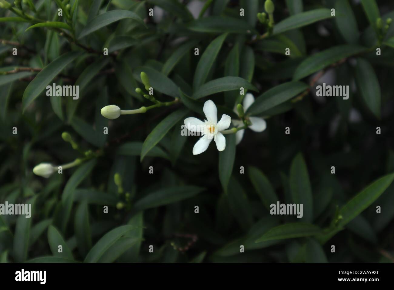 Dwarf coral swirl plant hi-res stock photography and images - Alamy