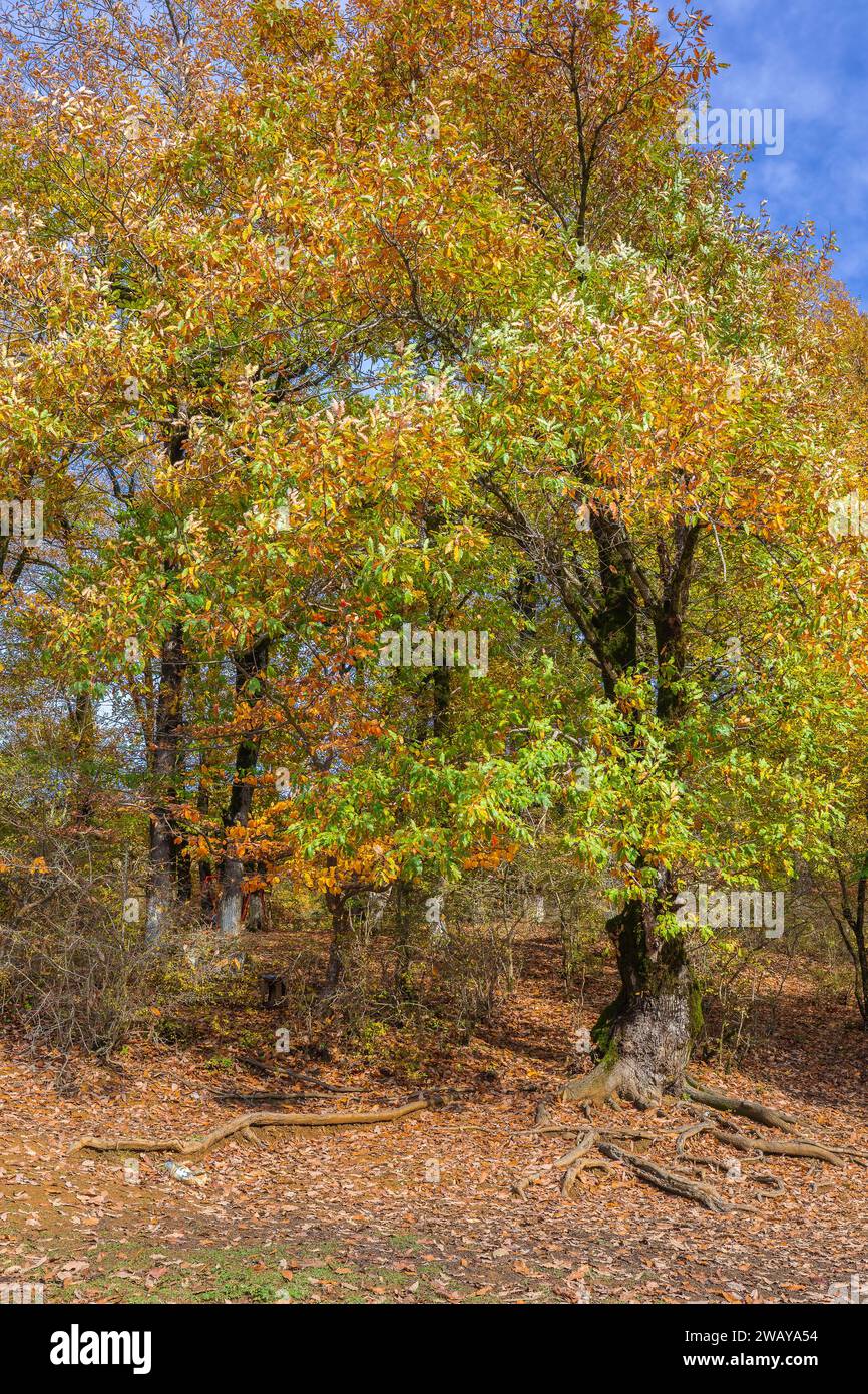 Autumn tree with roots from underground Stock Photo - Alamy