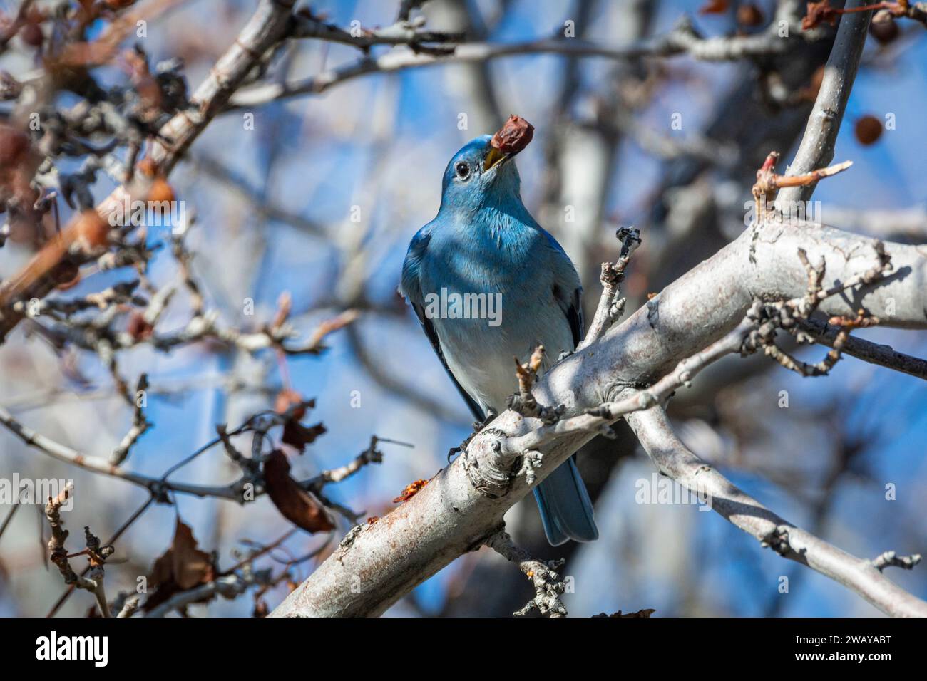 A male mountain bluebird (Sialia currucoides) feeds on berries in ...