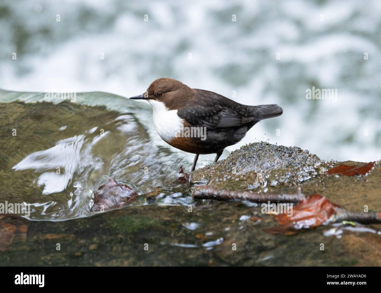 A bird of moorlands and clear mountain streams when they breed but many ...