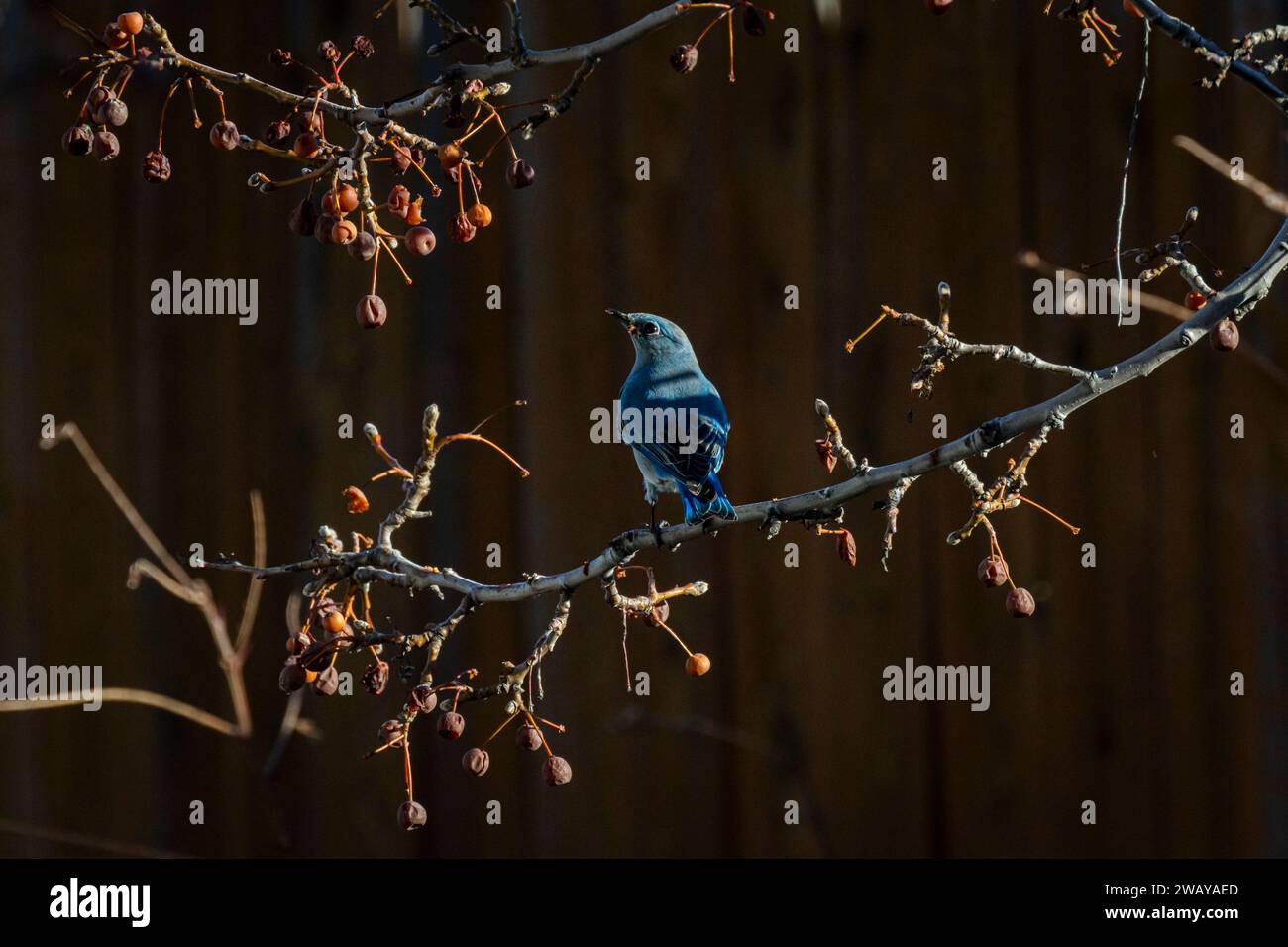 A male mountain bluebird (Sialia currucoides) eyes the berries on a ...