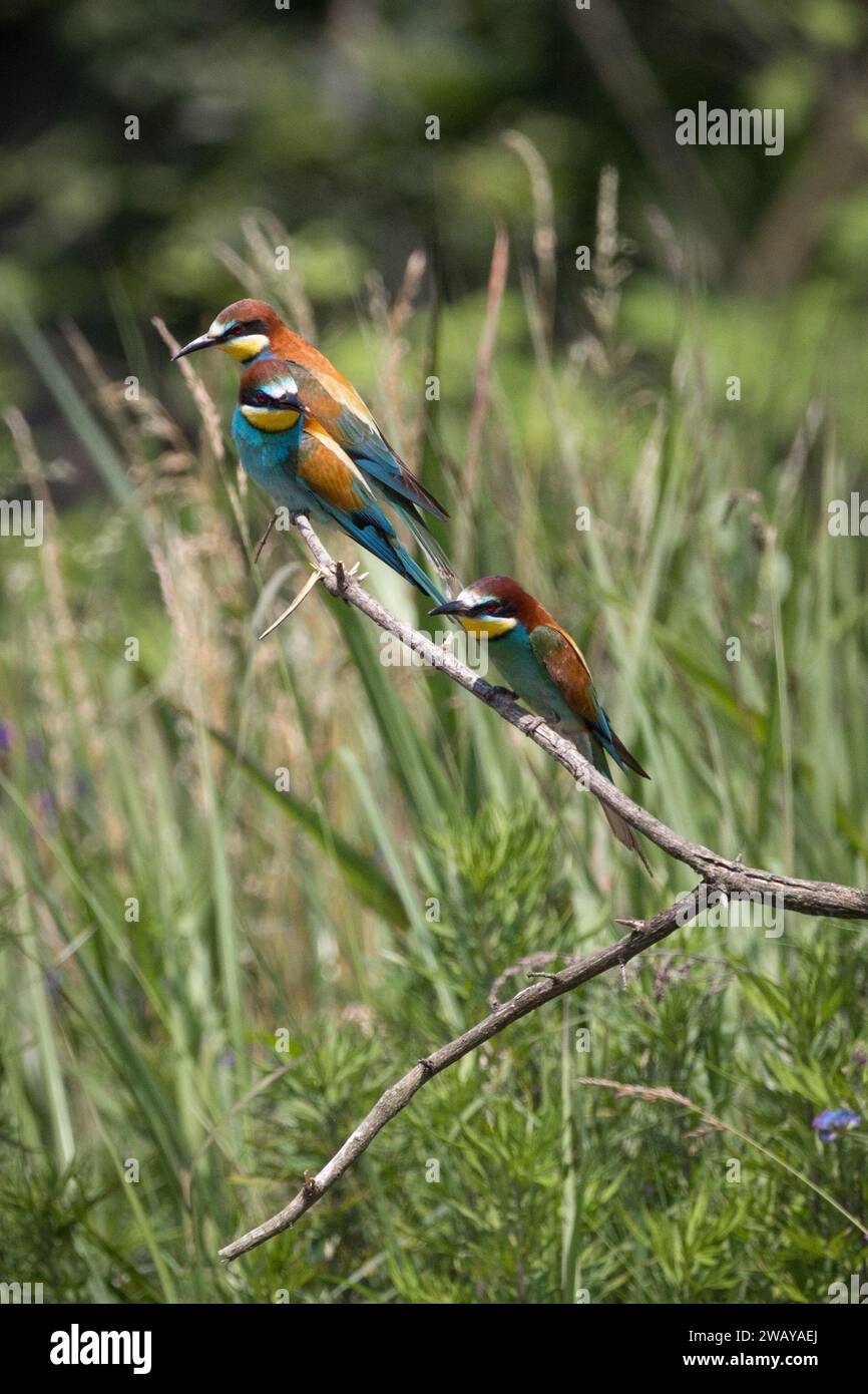 Becco di uccello hi-res stock photography and images - Alamy