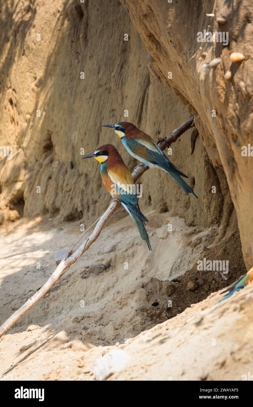 Fauna davanti hi-res stock photography and images - Alamy