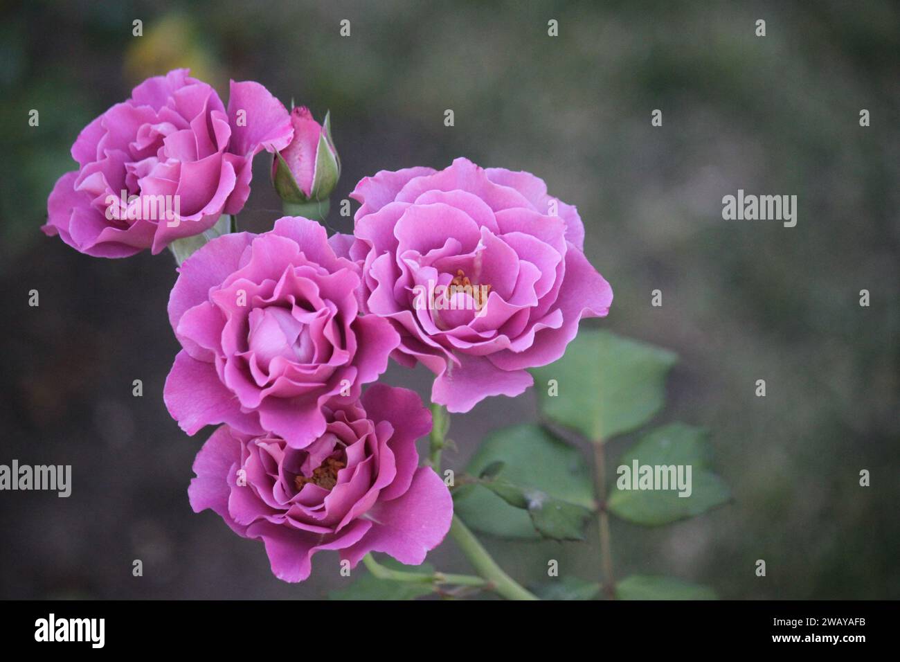 Bunch lavender pink roses with hi-res stock photography and images - Alamy