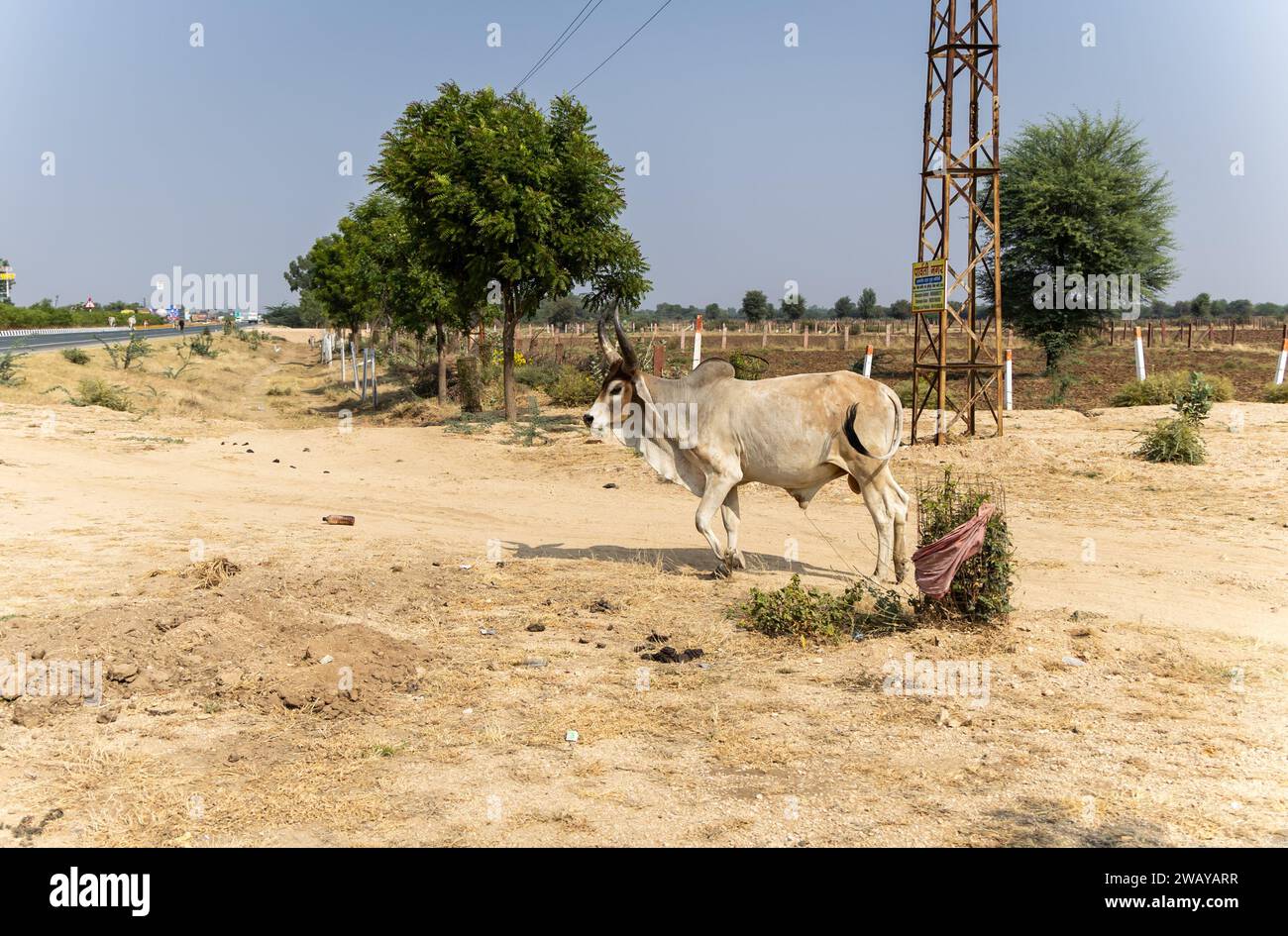 wild bull with big horns roaming near national highway at day Stock ...