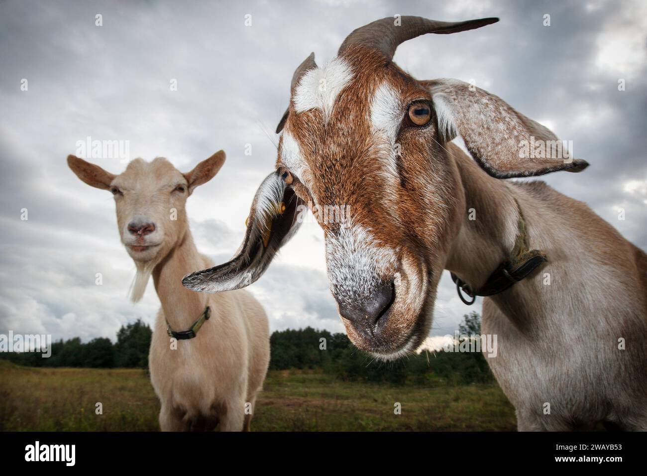 Portrait funny goat looking camera hi-res stock photography and images ...