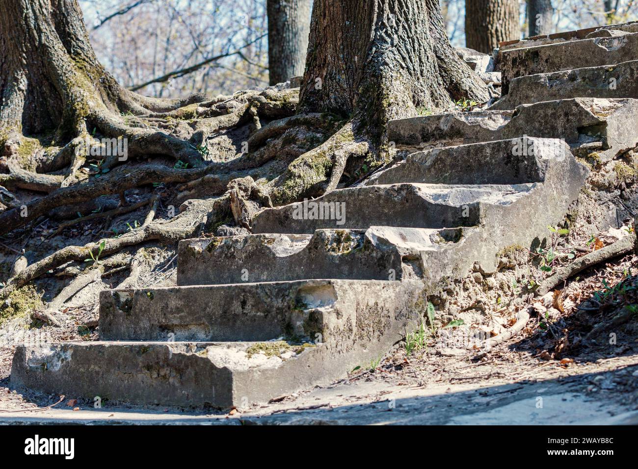 Very well-developed tree roots that grew on the forest hiking trail ...