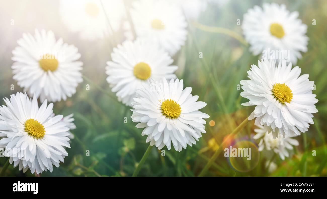 Beautiful first spring flowers - daisies (Matricaria) - in the rays of ...