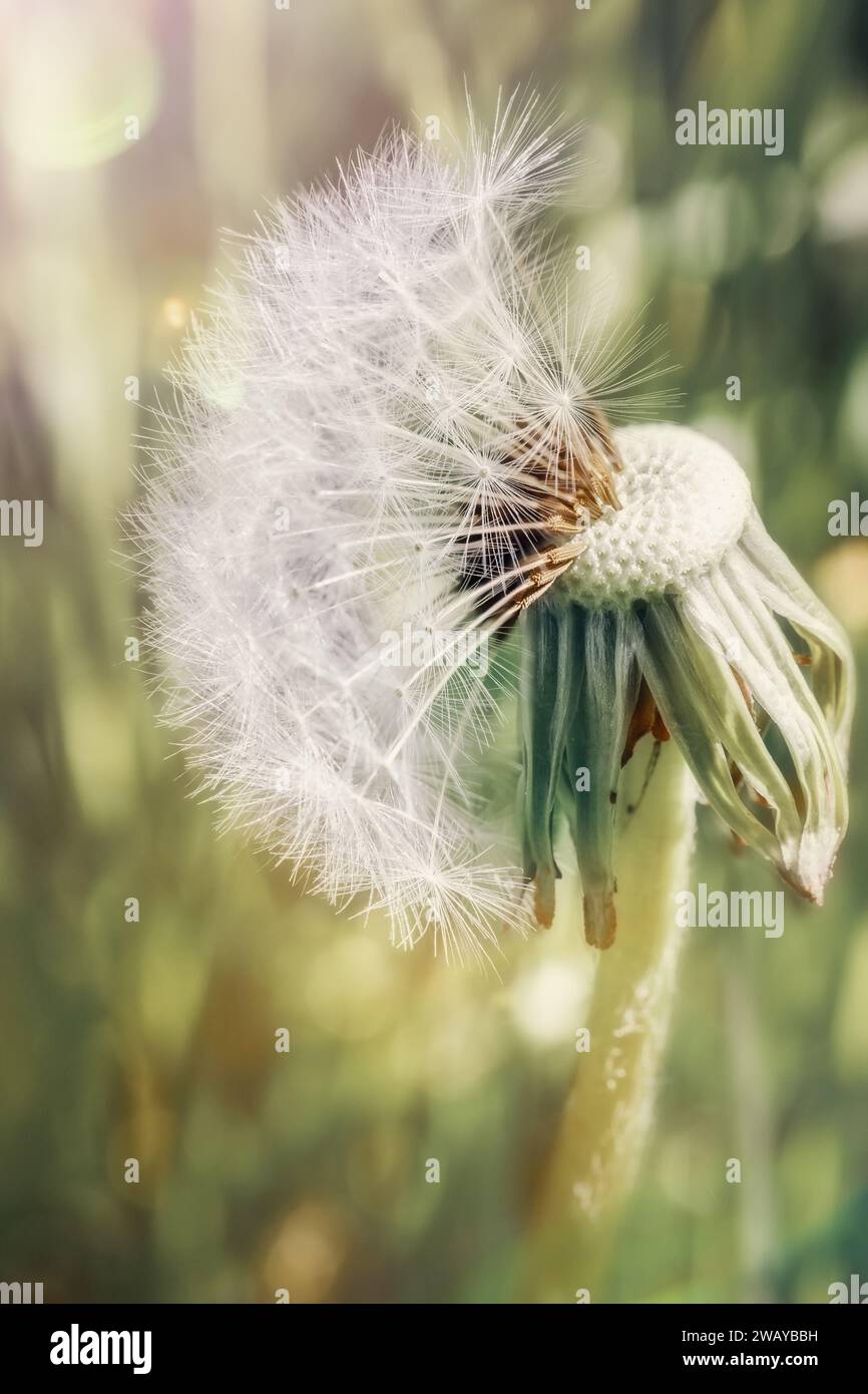 White fluffy blowball hi-res stock photography and images - Alamy
