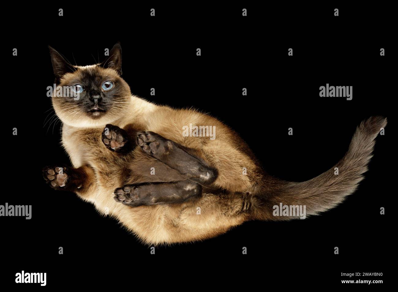 A very scared Siamese cat sits on the glass and looks down. Photo from ...