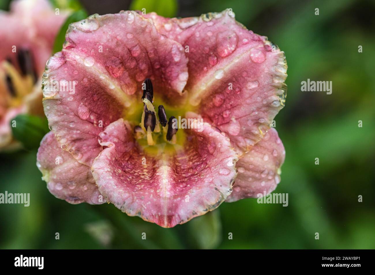 Parc du manoir - Lis Stock Photo - Alamy