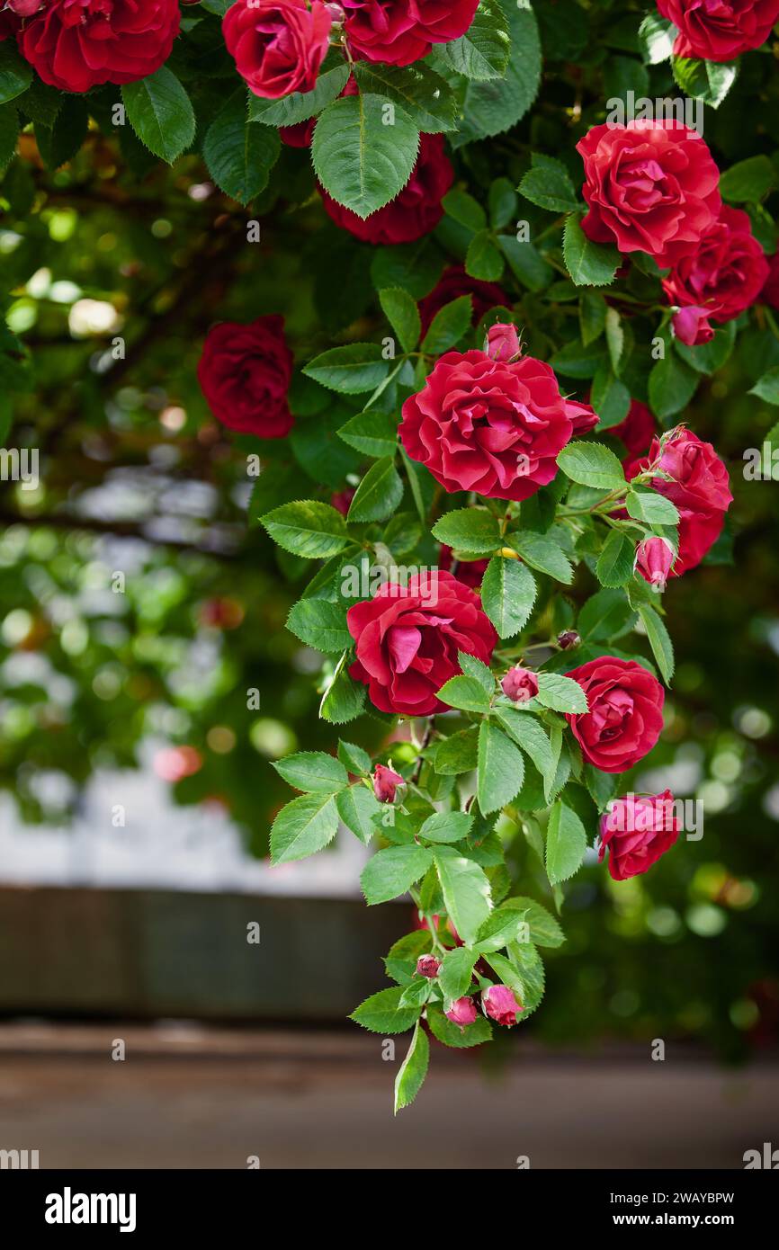 Climbing rose bush hi-res stock photography and images - Alamy