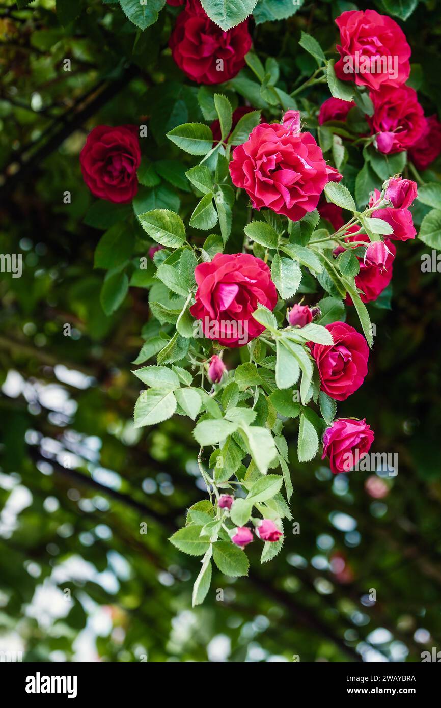 A drooping branch is full with red rose flowers Stock Photo - Alamy