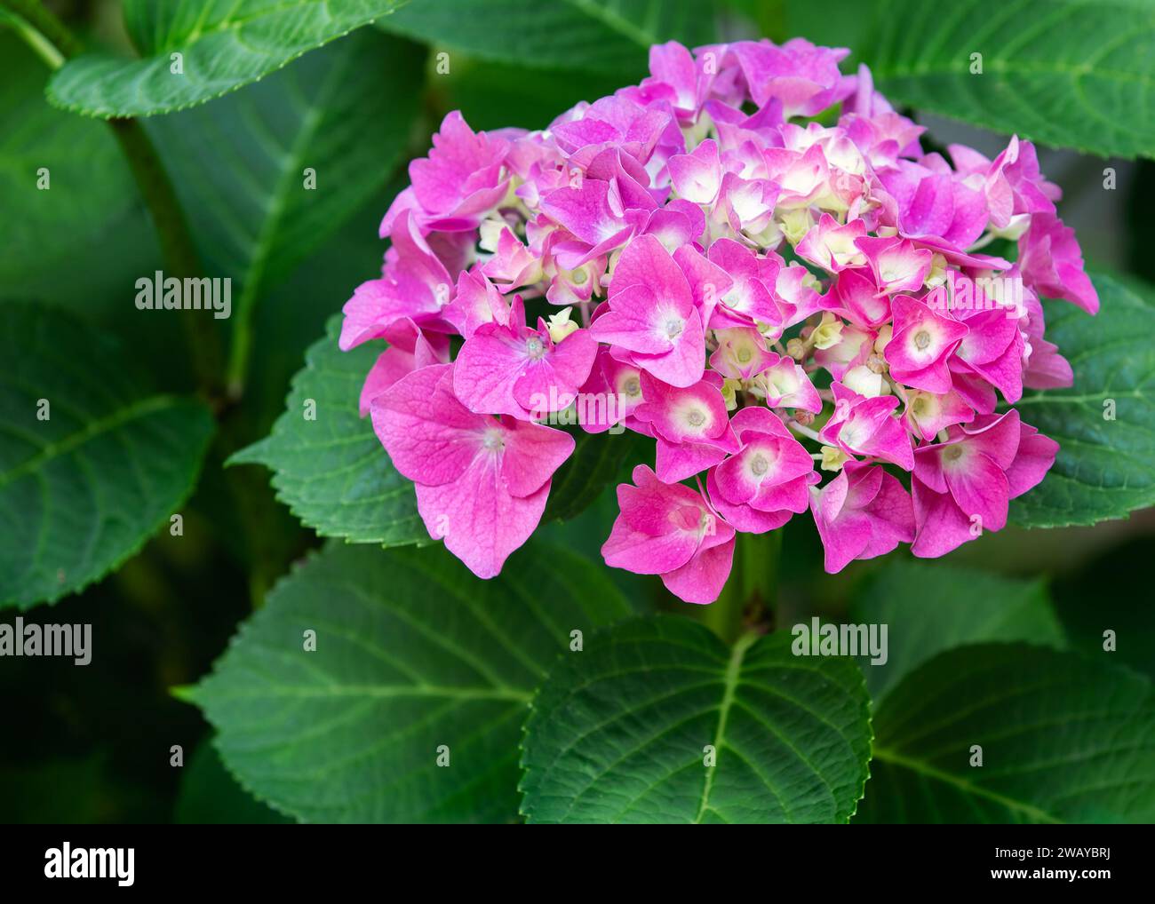 French hydrangea flower macrophylla hi-res stock photography and images ...