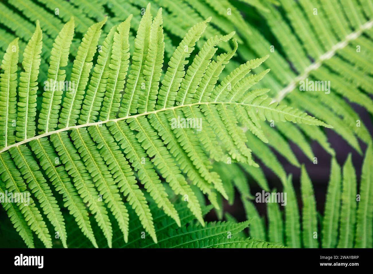 Close up fern leaf with daylight lighting on a green foliage background ...