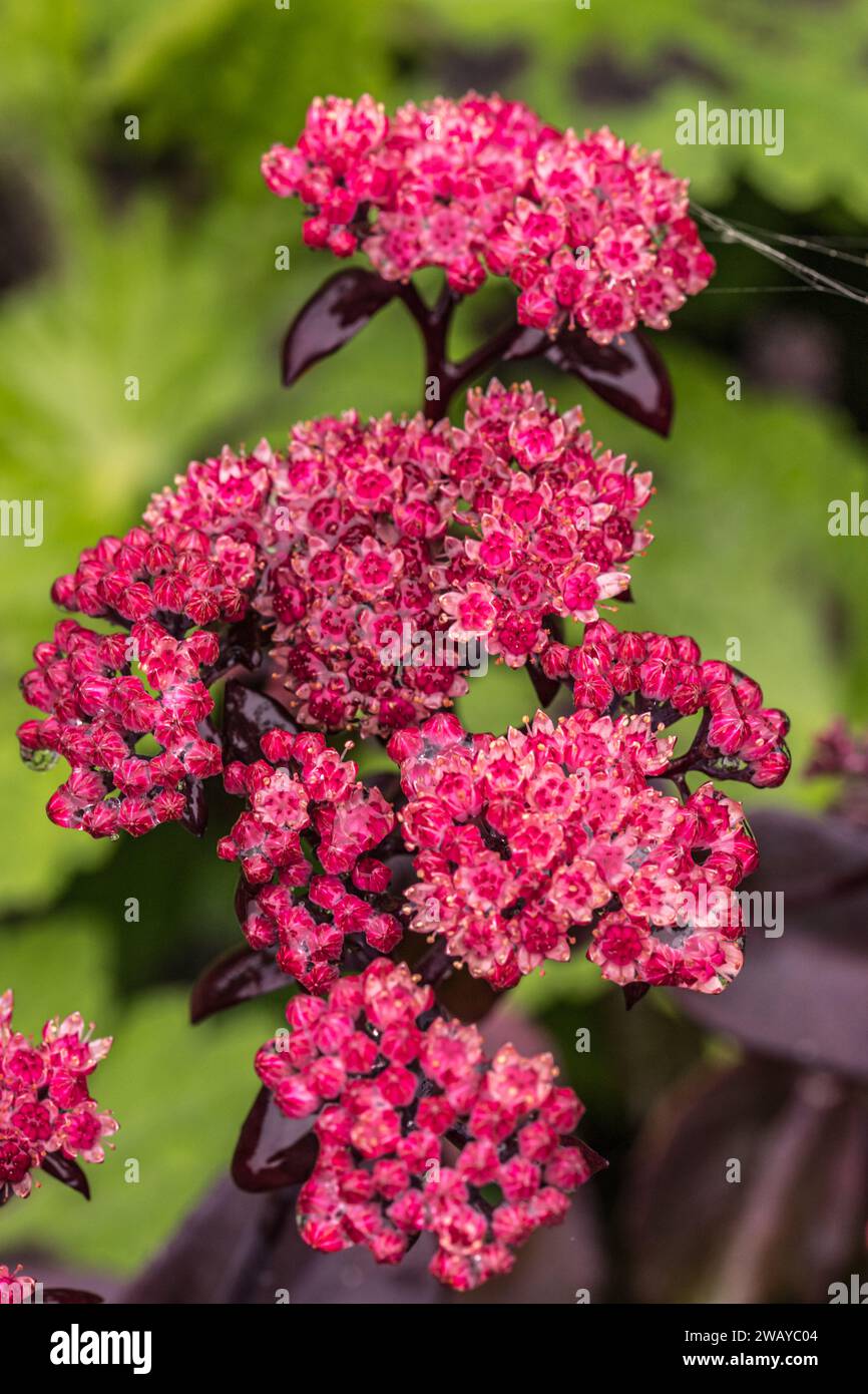 Parc du manoir - Orpin reprise Stock Photo - Alamy