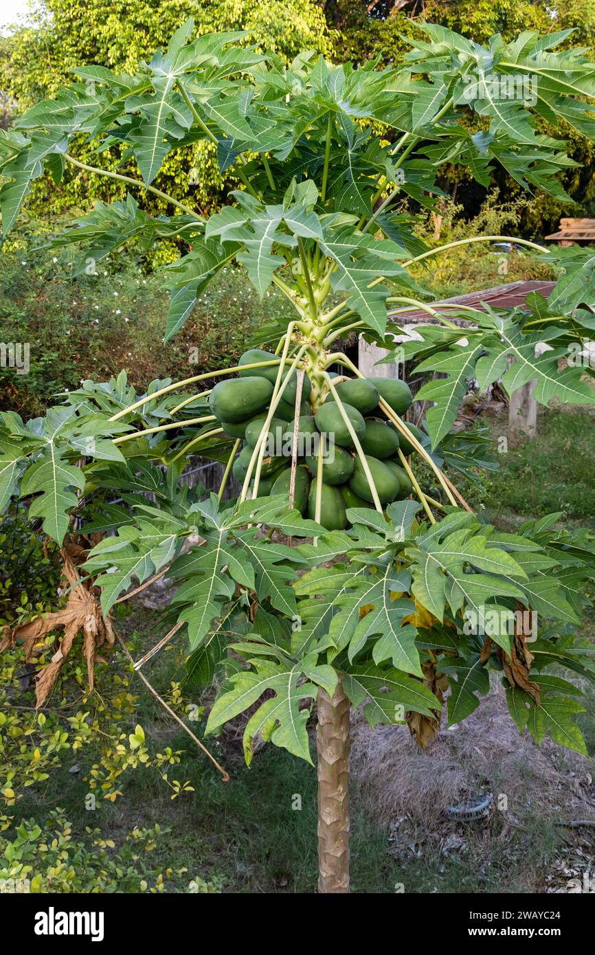 papaya tree full of fruits at day from flat angle Stock Photo - Alamy