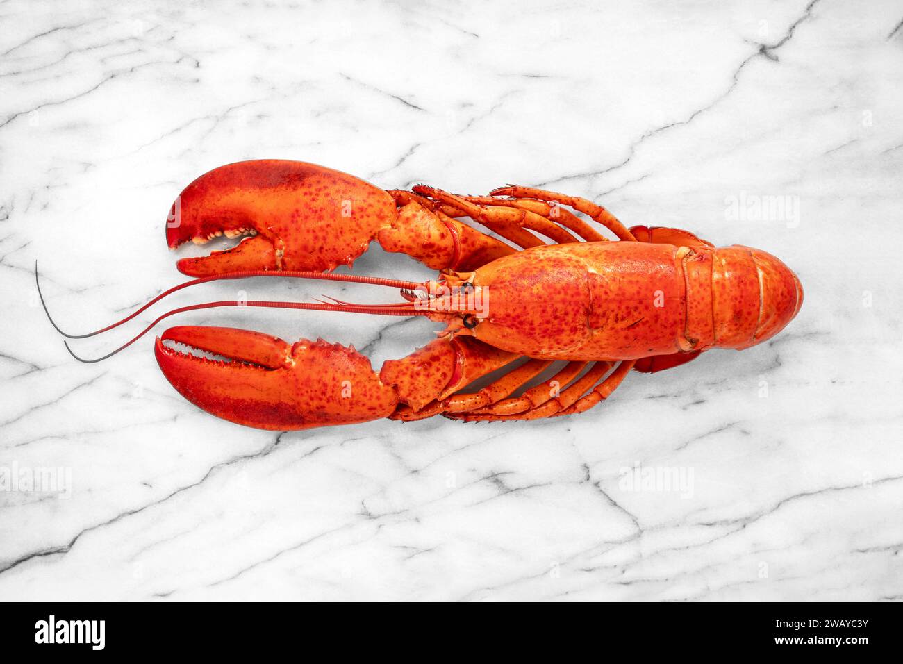 Red cooked lobster on a white background Stock Photo - Alamy