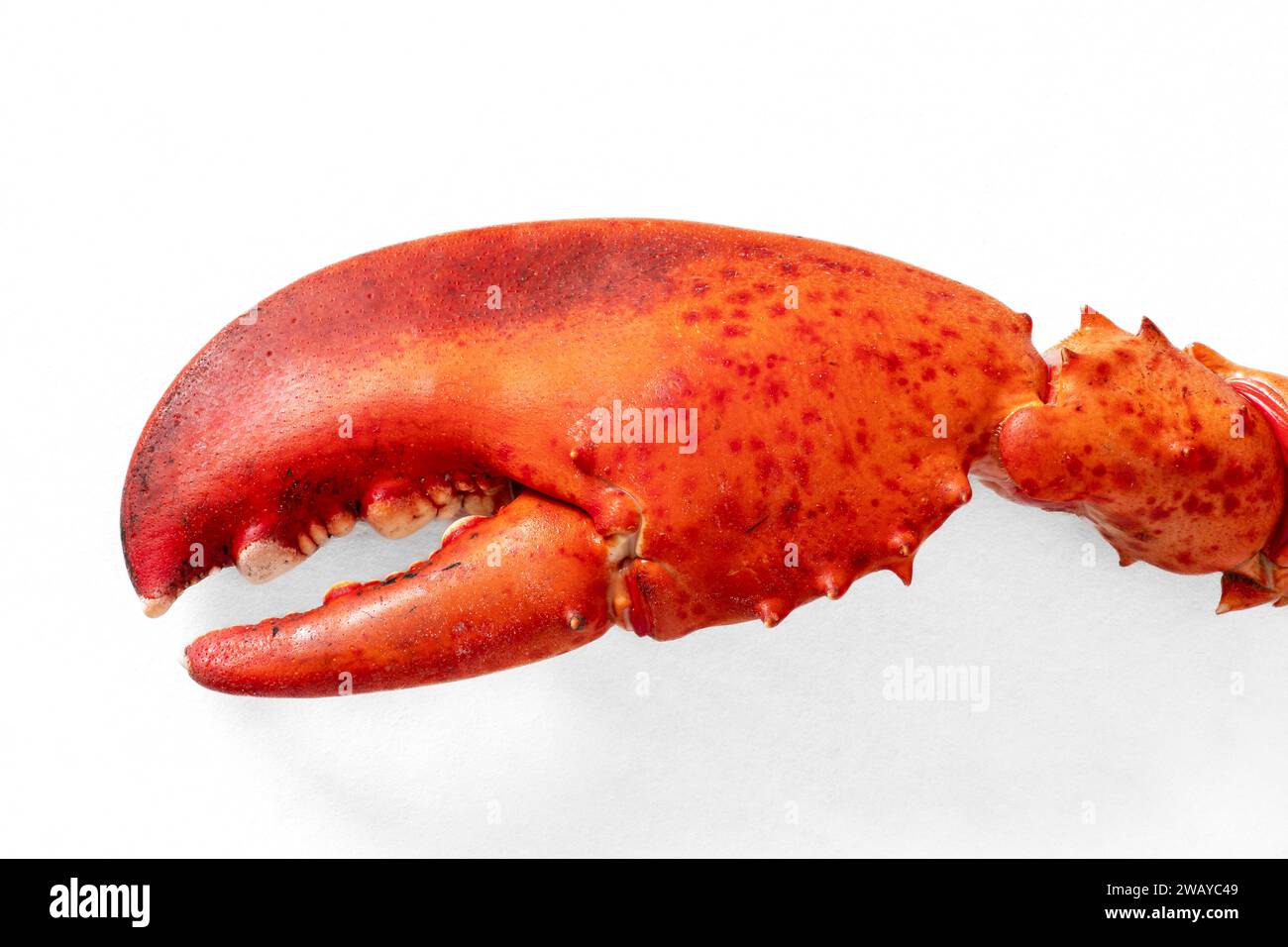 Red cooked lobster claws on a white background Stock Photo - Alamy