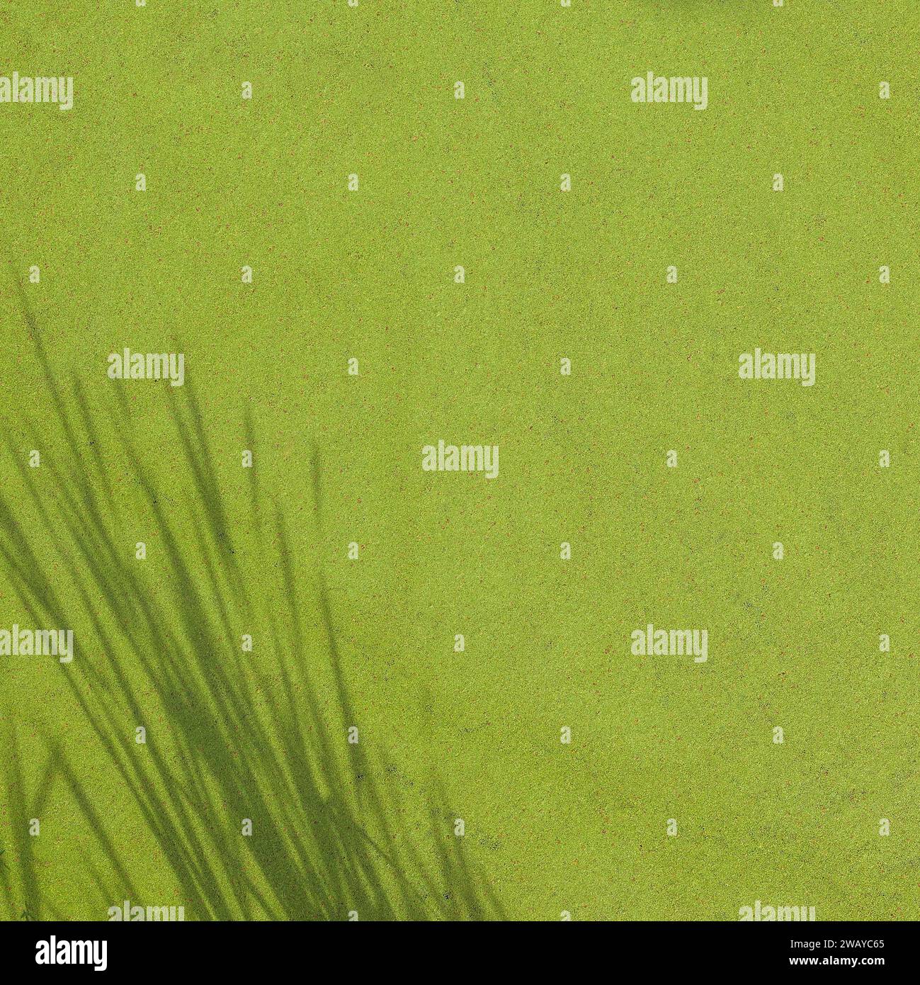 The view from the top with micro-algae in pond and lakes. square photo ...