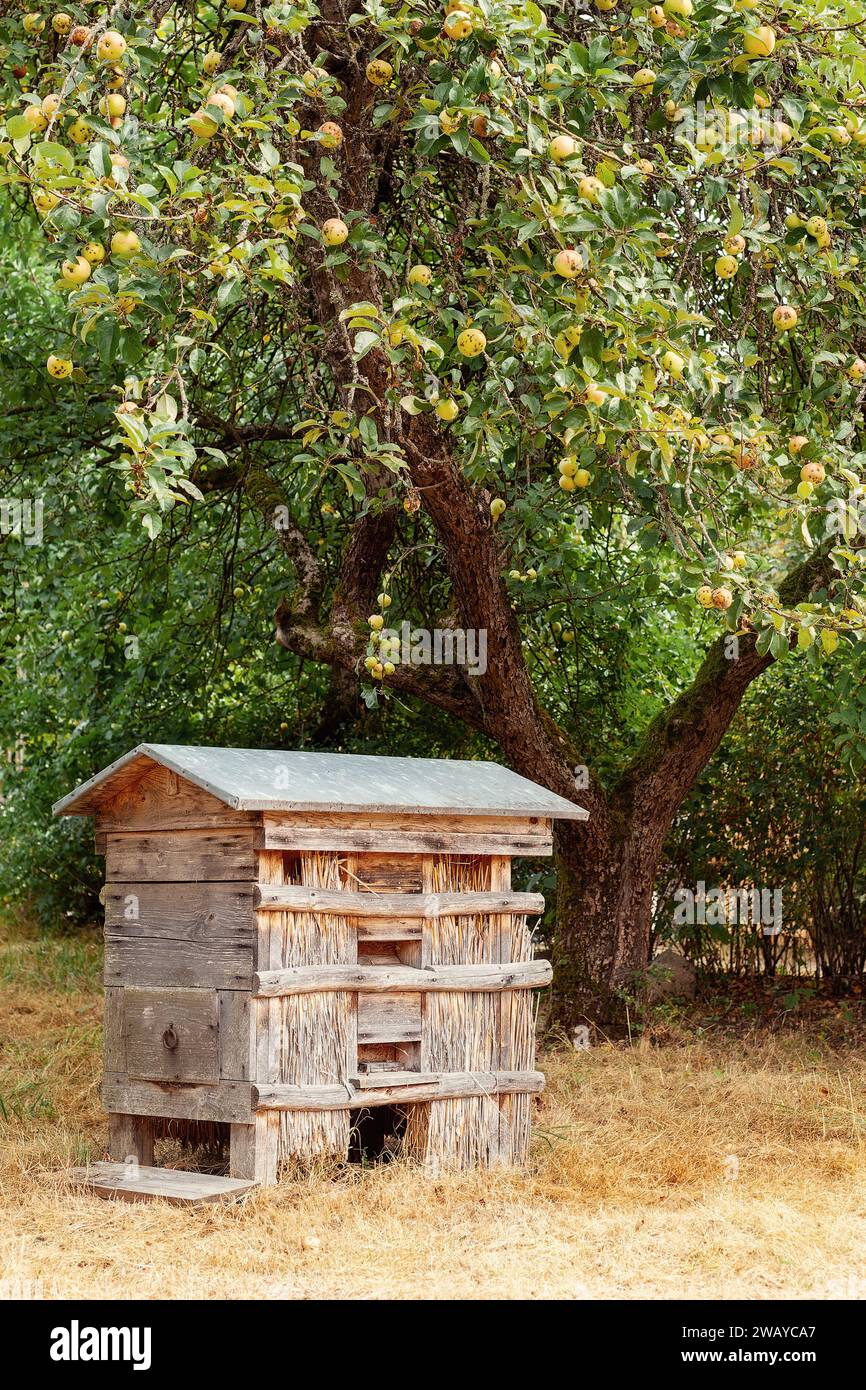 Old wooden beehive in a rural garden. Traditional beehives on a honey ...