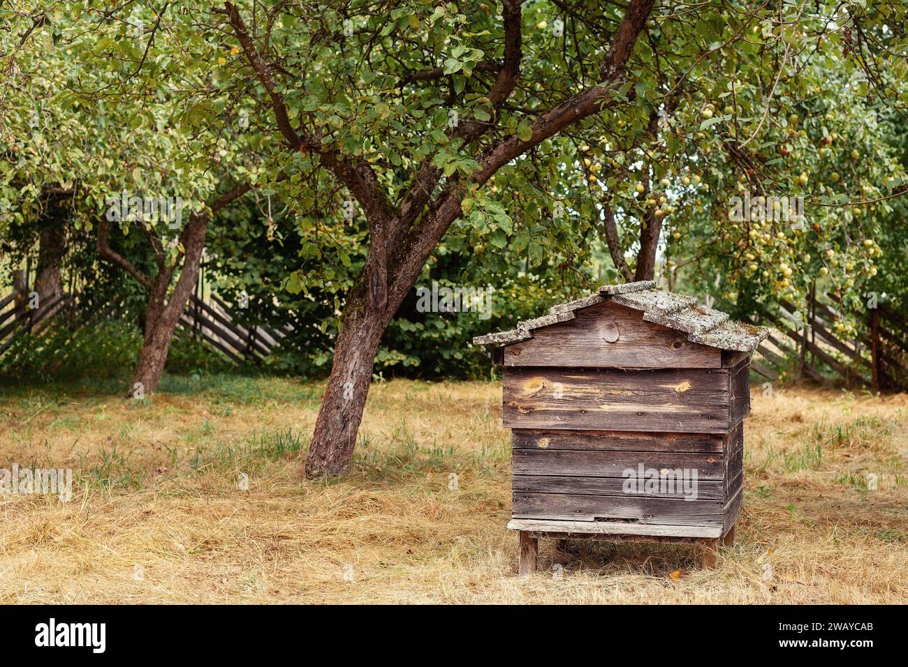 Beehive tree hi-res stock photography and images - Alamy