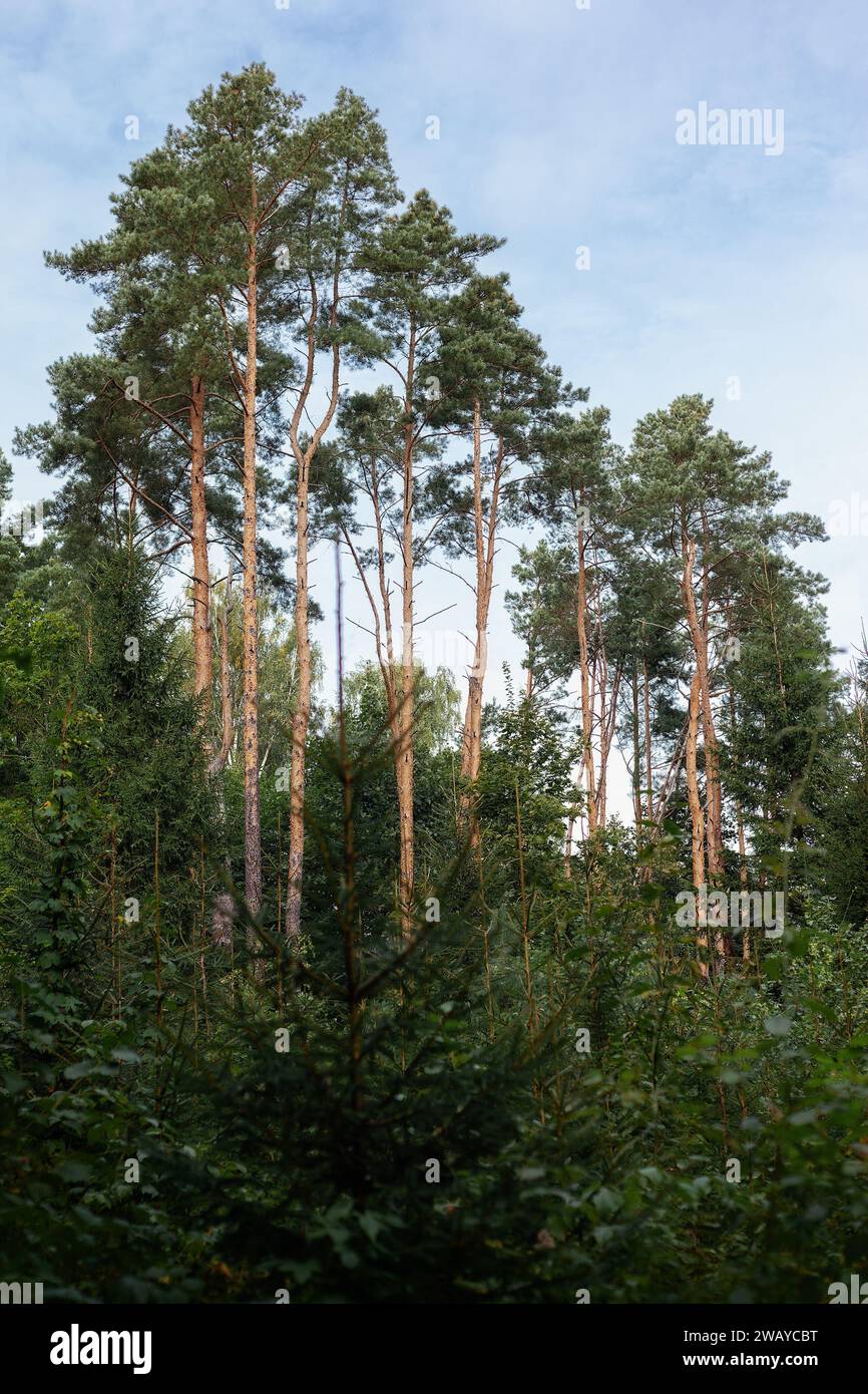 Pine forest landscape, beautifully grown tall pine trees in the forest ...