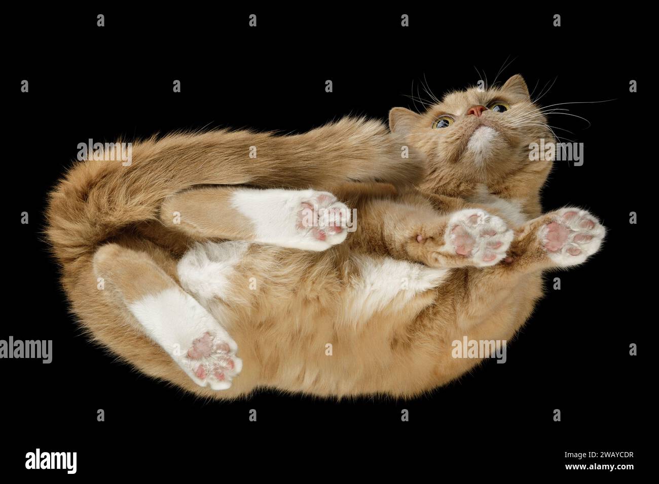 Horizontal portrait of a light brown cat with a long beautiful tail ...