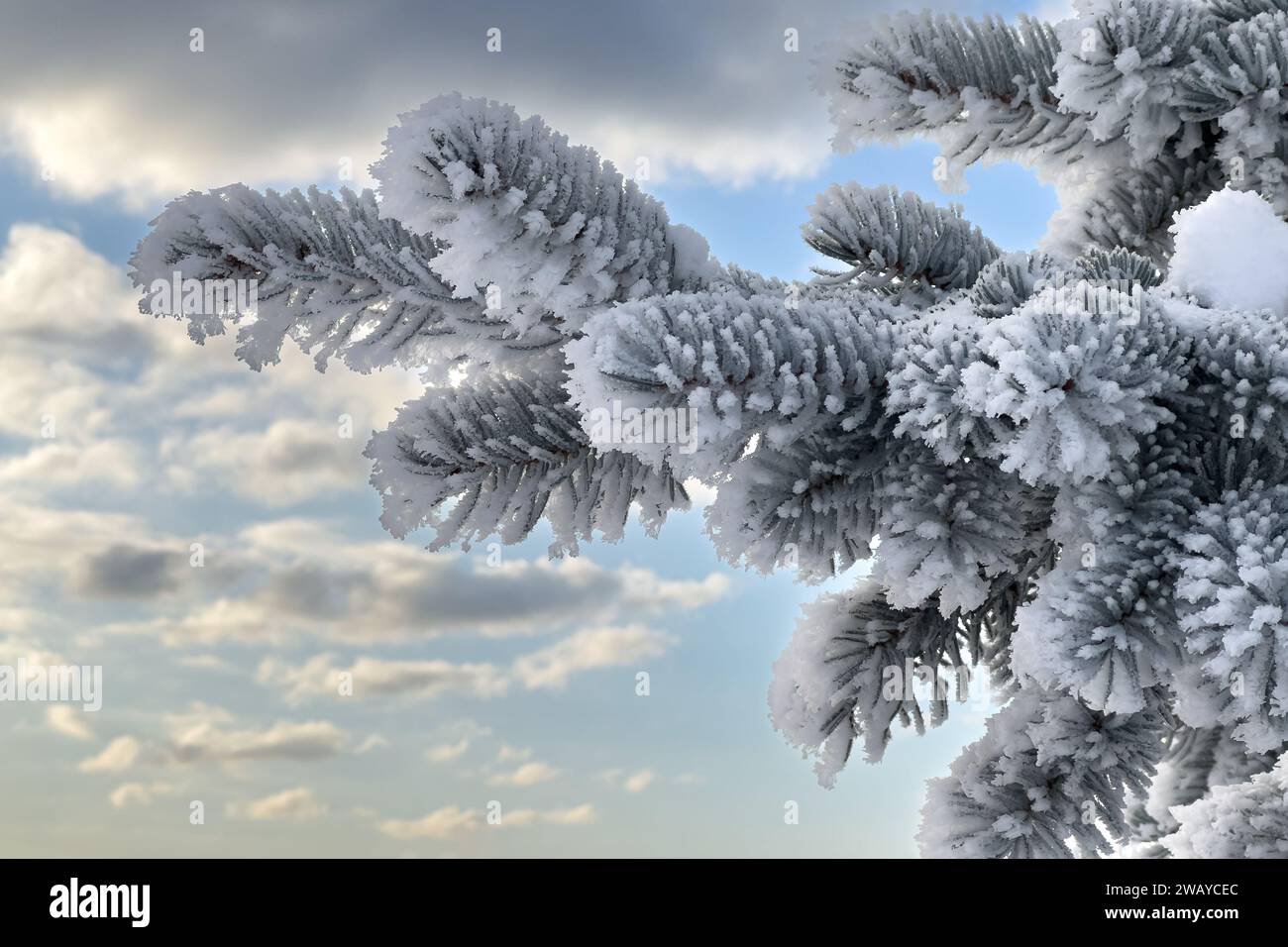 Frosted tree hi-res stock photography and images - Alamy