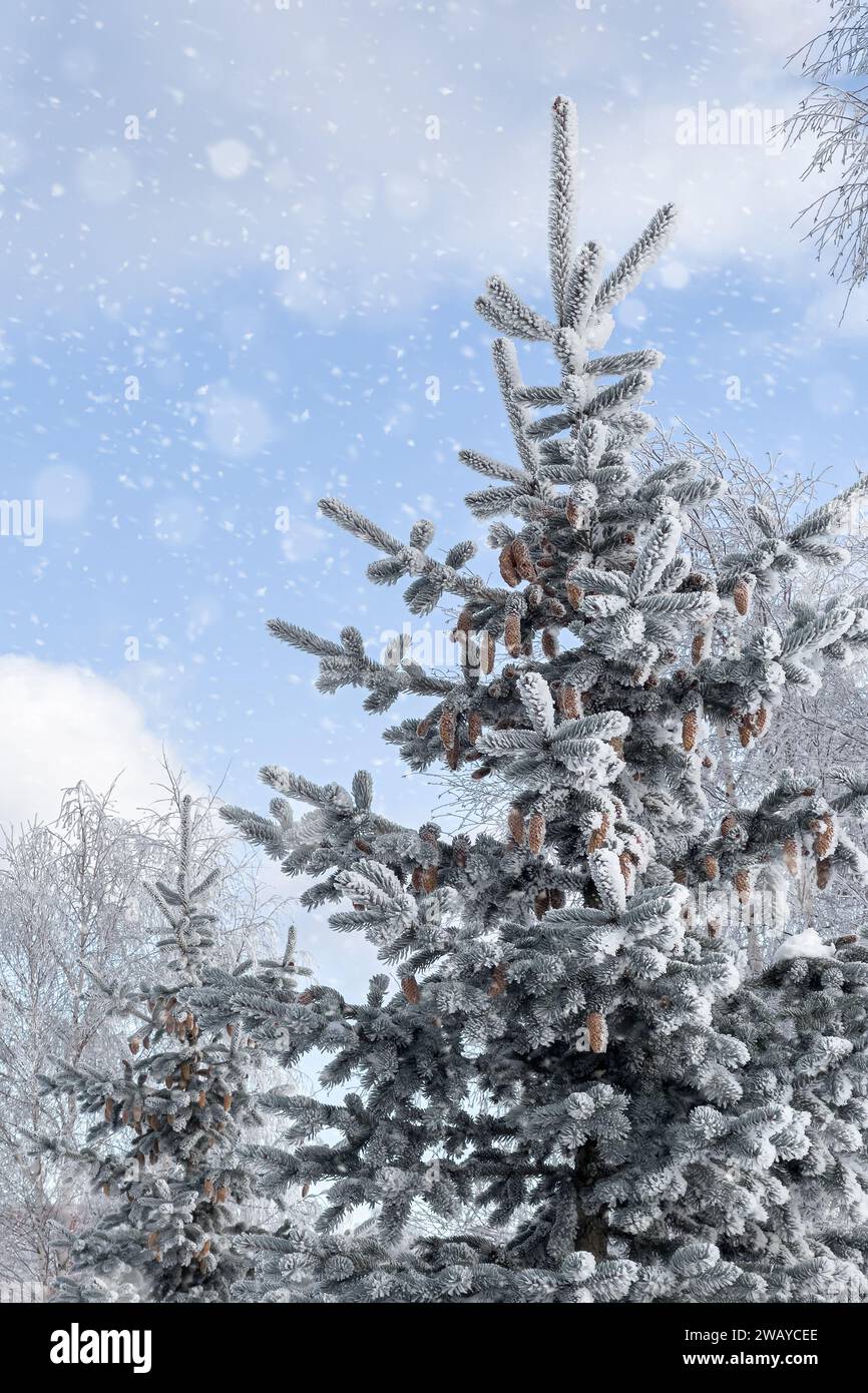 Beautiful snowy fir tree hi-res stock photography and images - Alamy