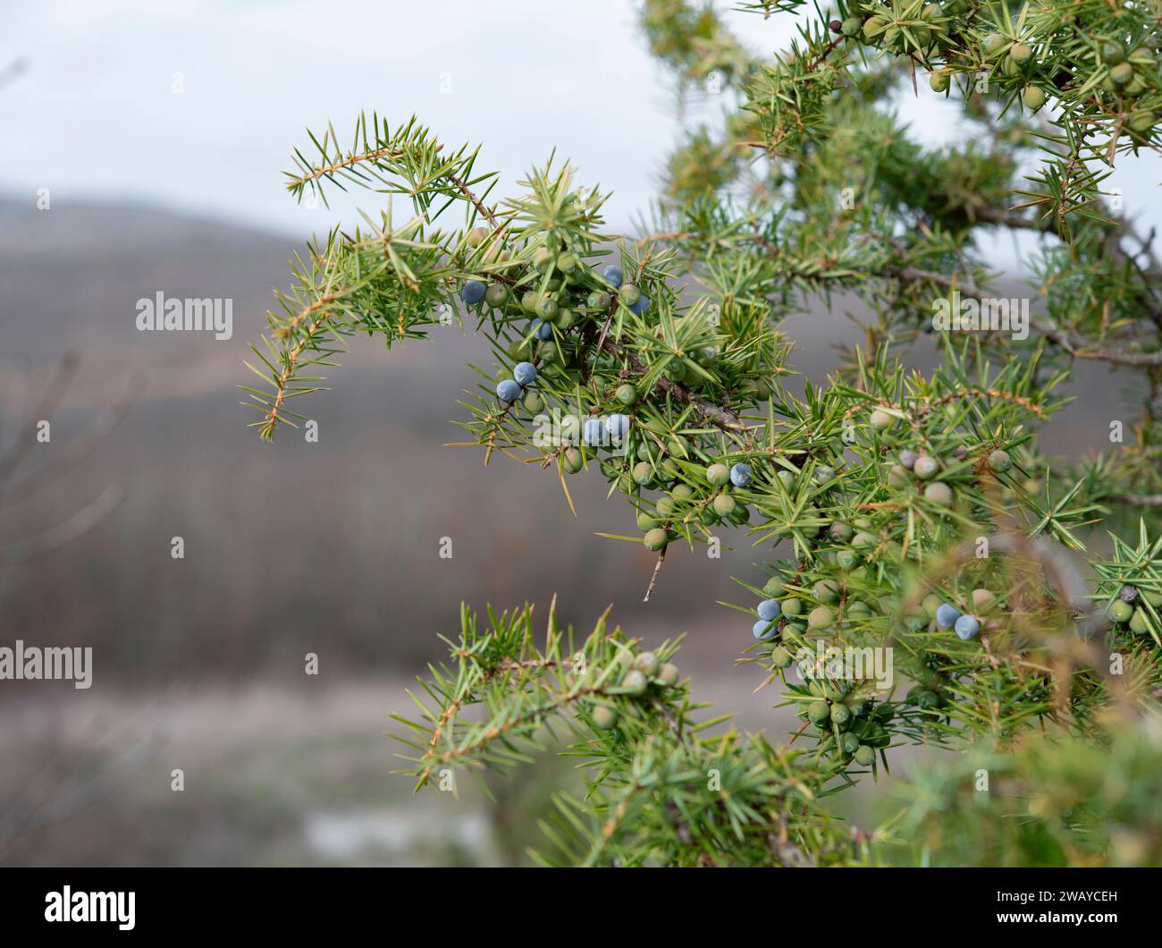 Juniperus communis is a species of small tree or shrub in the cypress ...