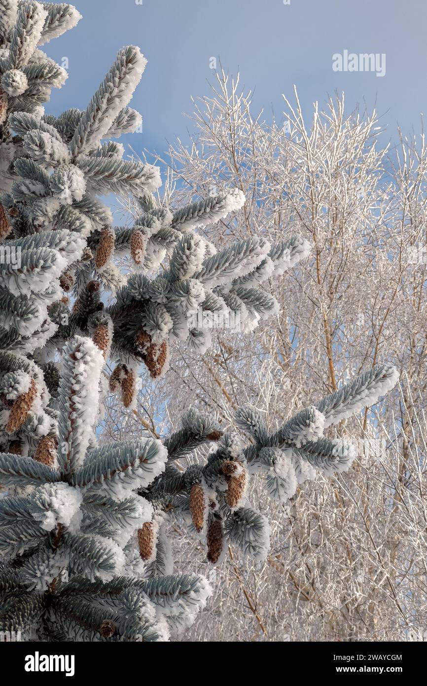 Beautiful fir tree cones on hi-res stock photography and images - Alamy