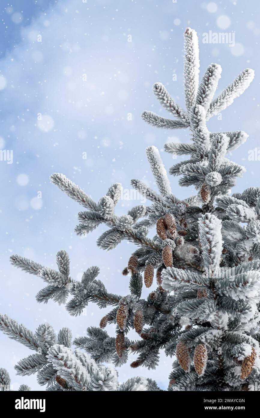 Frost on fir tree with pine cones branches, calm, blue sky light snow ...