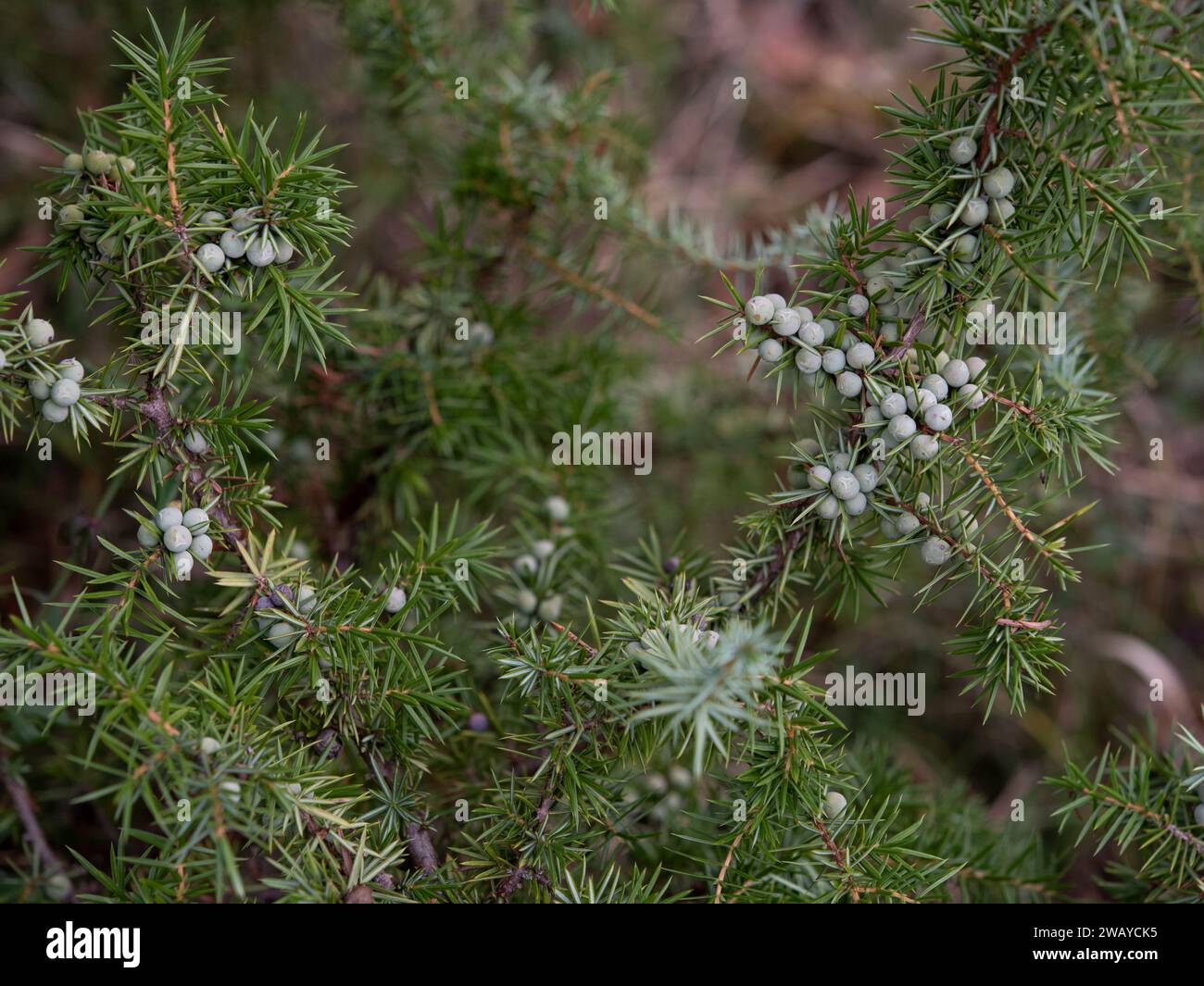 Juniperus communis is a species of small tree or shrub in the cypress ...