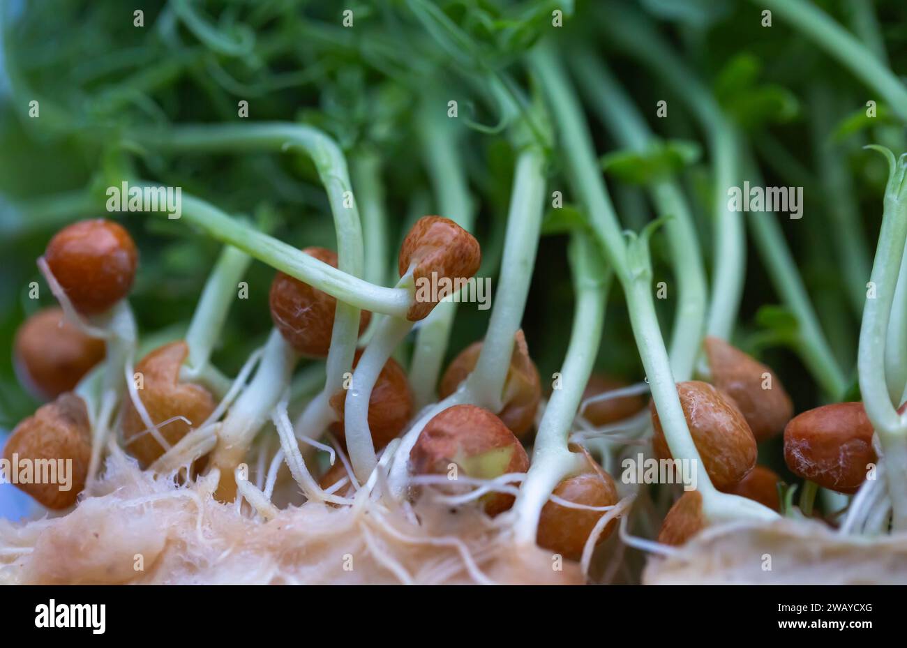 Nature Cover/ Green Environment Concepts, Macro Photograph of Pea Shoots and tendrils ' Deep the ...