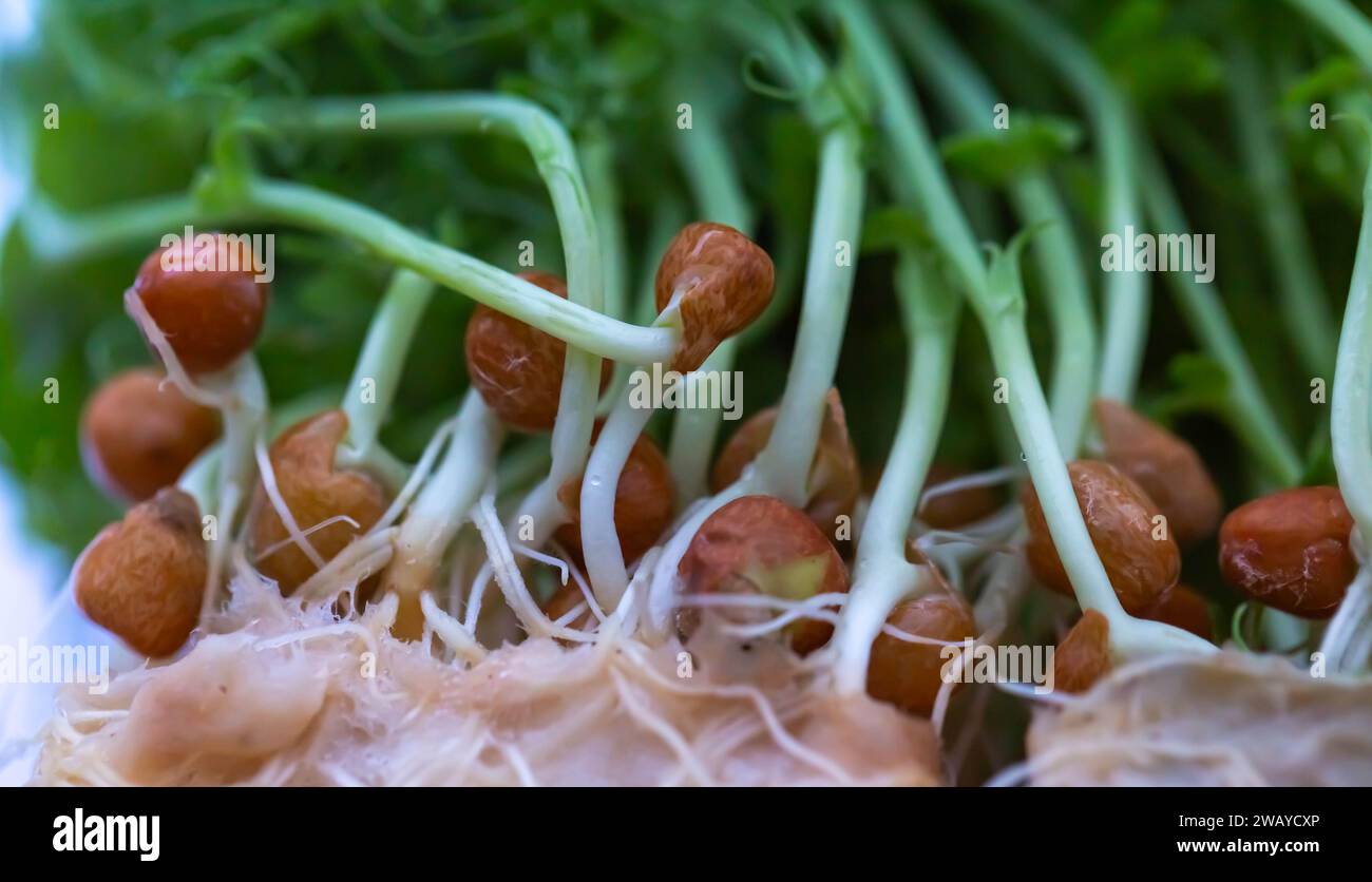 Nature Cover/ Green Environment Concepts, Macro Photograph of Pea ...