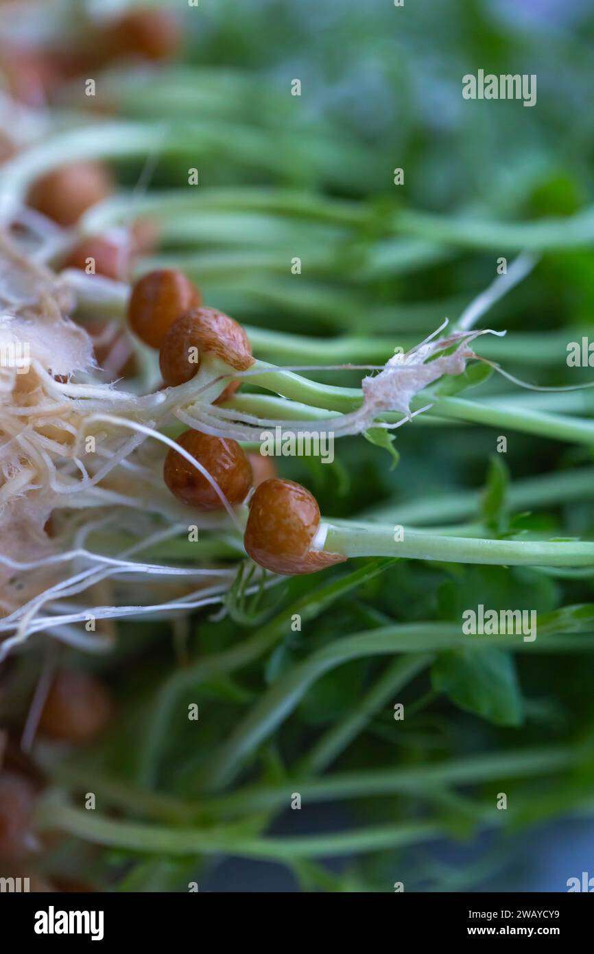Nature Cover/ Green Environment Concepts, Macro Photograph of Pea Shoots and tendrils ' Deep the ...