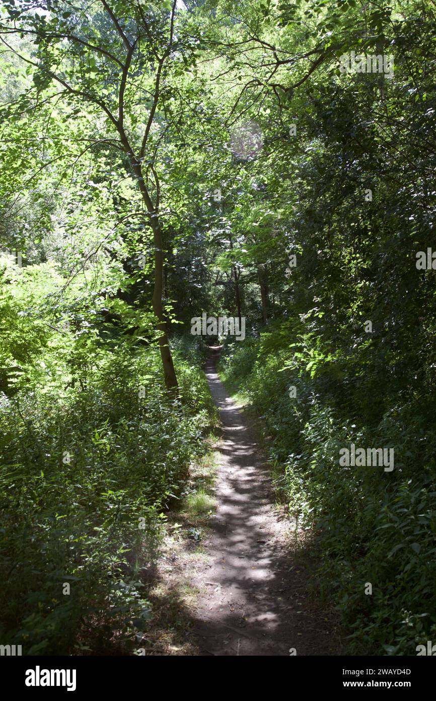 Dirt path in a forest with trees arching on it Stock Photo - Alamy