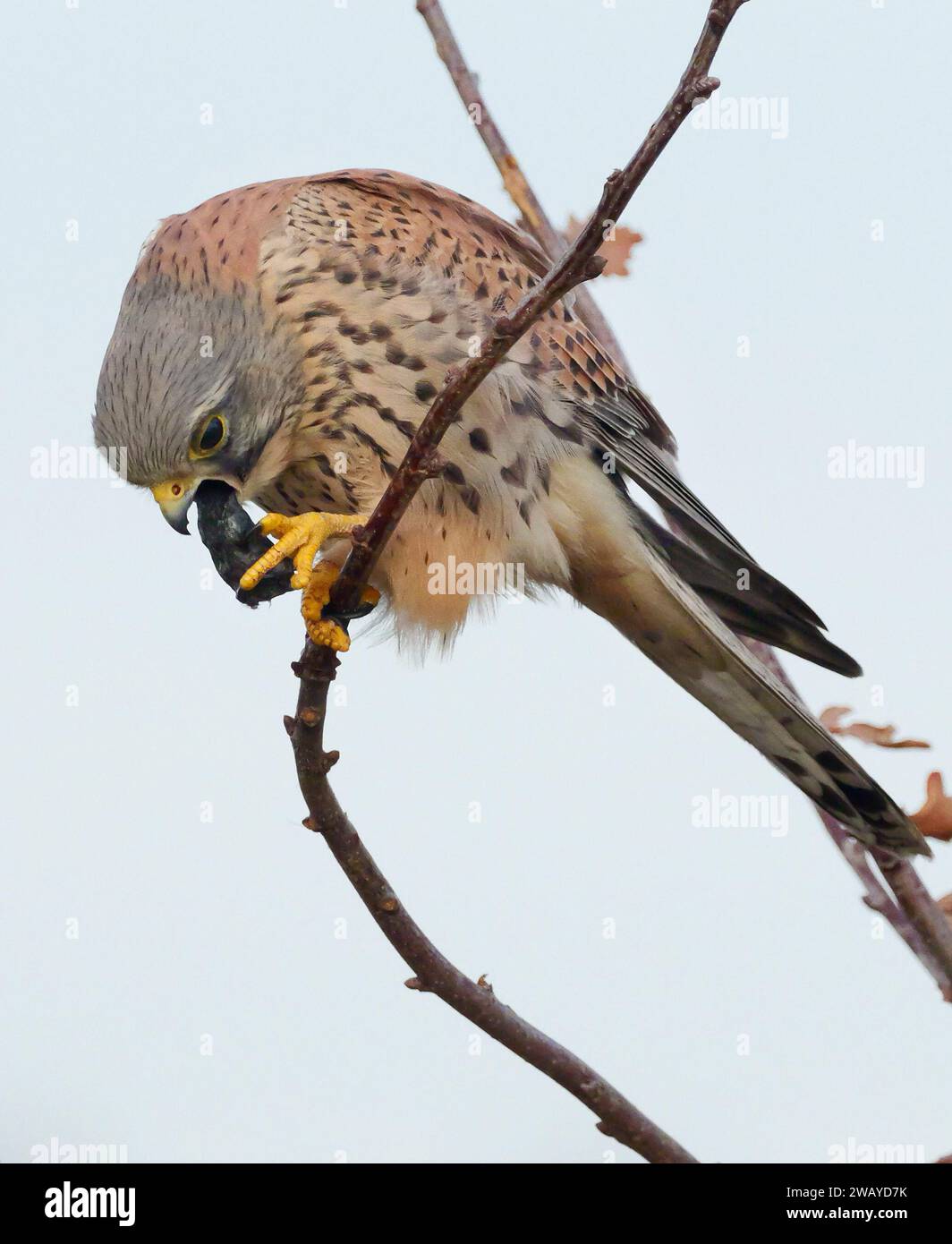 Berlin, Germany. 27th Dec, 2023. 27.12.2023, Berlin. A kestrel (Falco ...