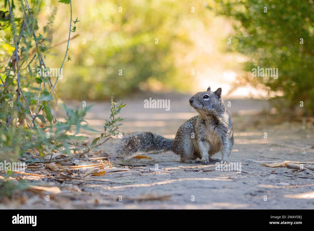 A California ground squirrel (Otospermophilus beecheyi) stops on a ...