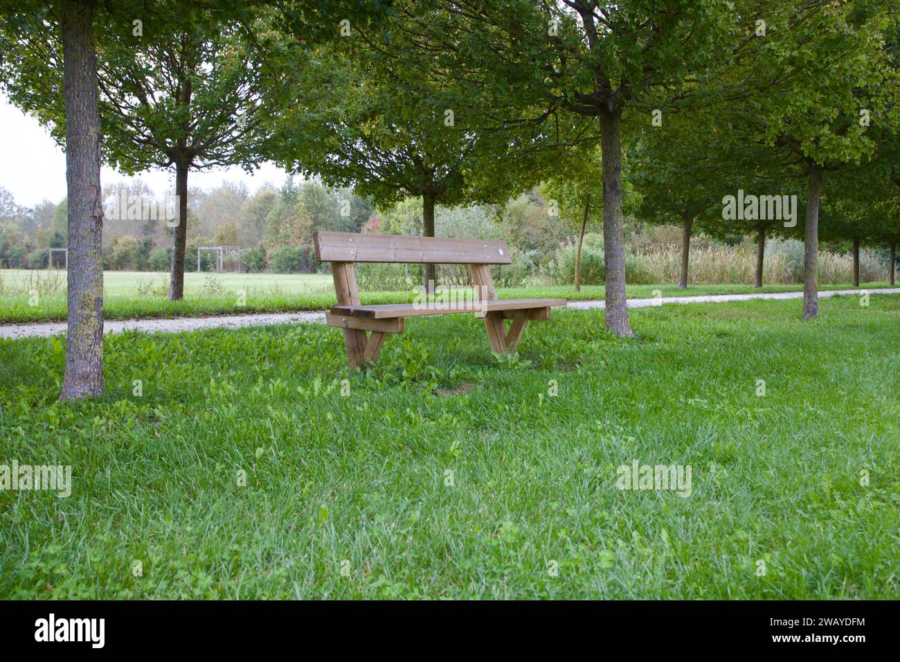 Bench in a clearing of a park Stock Photo - Alamy